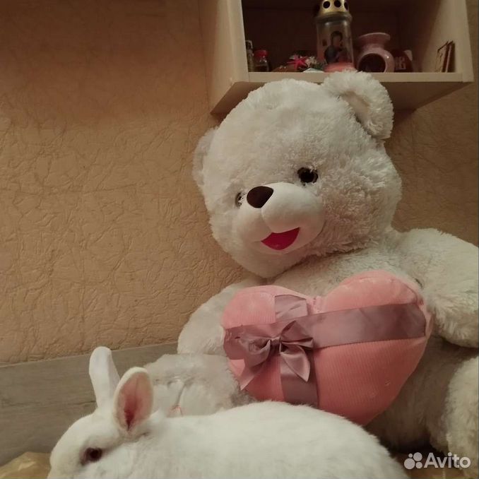 Кролик альбинос