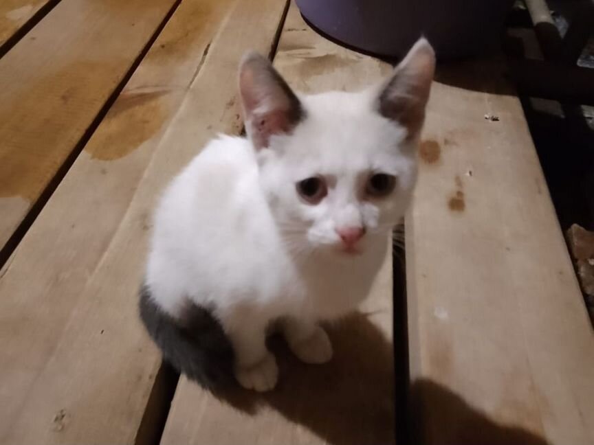 Котенок трёхцветный мальчик 3 месяца