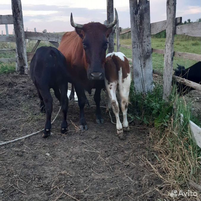 Корова с телятами