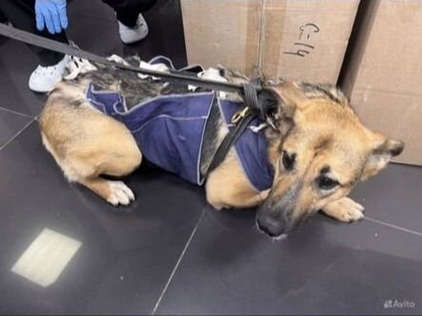 Собака нуждается в семье ей плохо в приюте