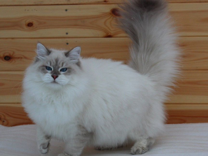 Котята красивые,породные