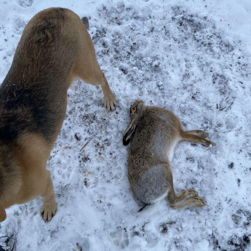Русская гончая рабочая