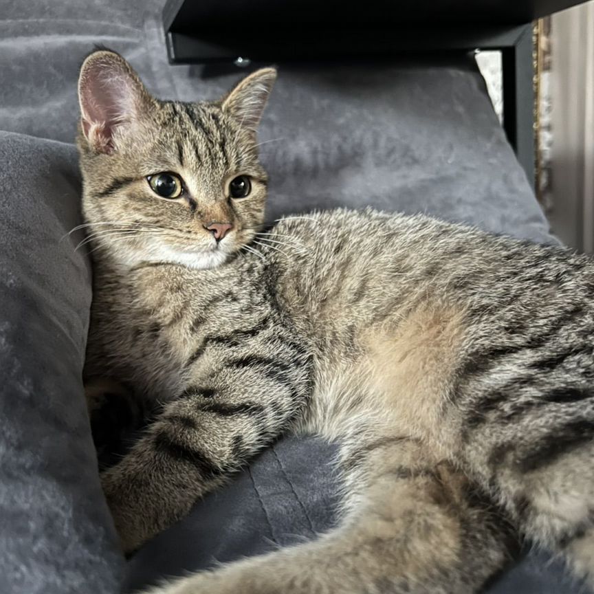 Котенок девочка в добрые руки