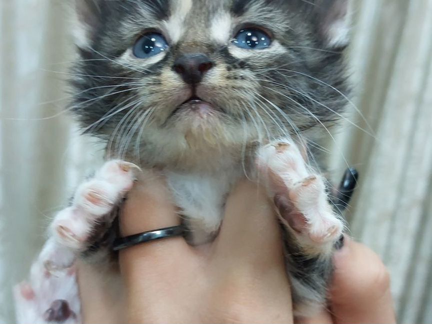 Синеглазая девочка-трехцветка в добрые руки