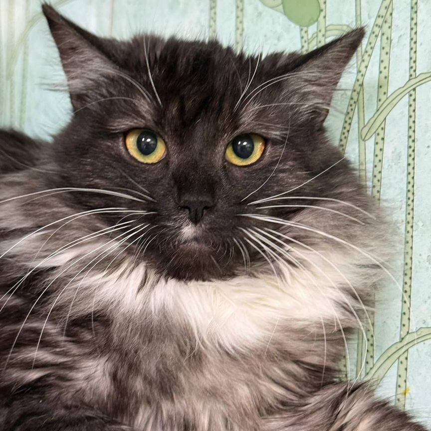 Кошечка Лаванда из приюта мечтает о доме