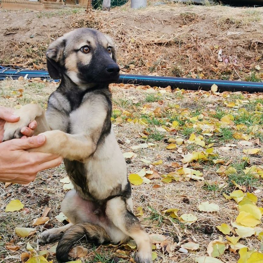 Щенок