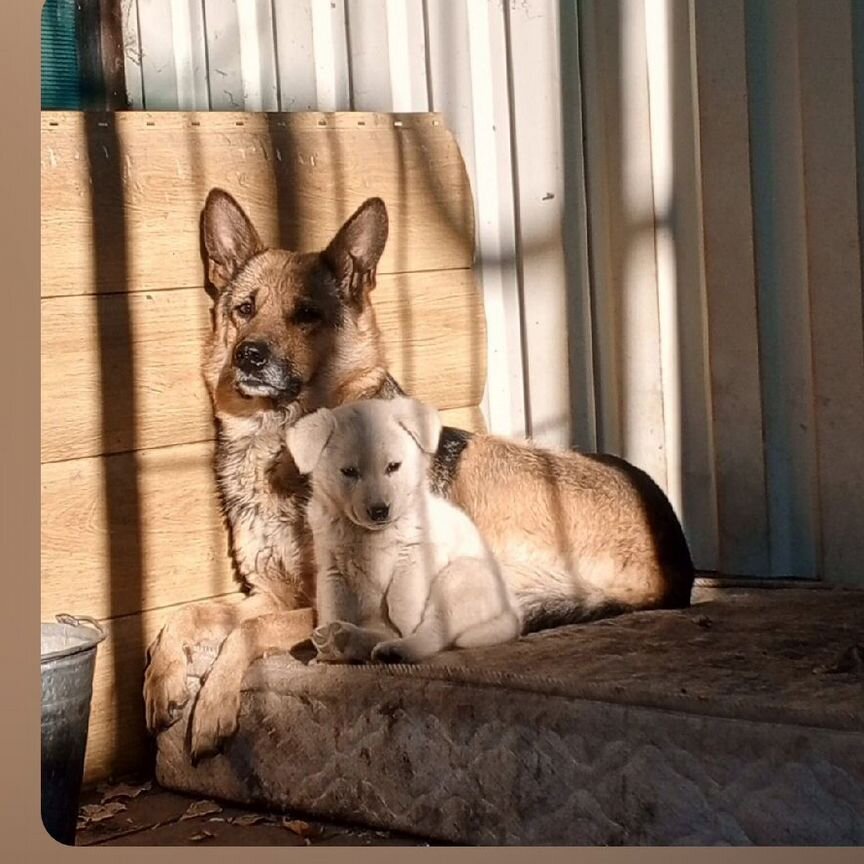 Собака в добрые руки