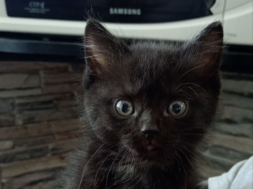 Котик в добрые руки