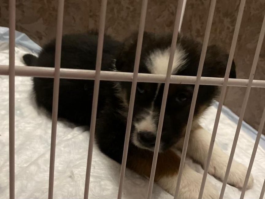 Щенок в добрые руки бесплатно