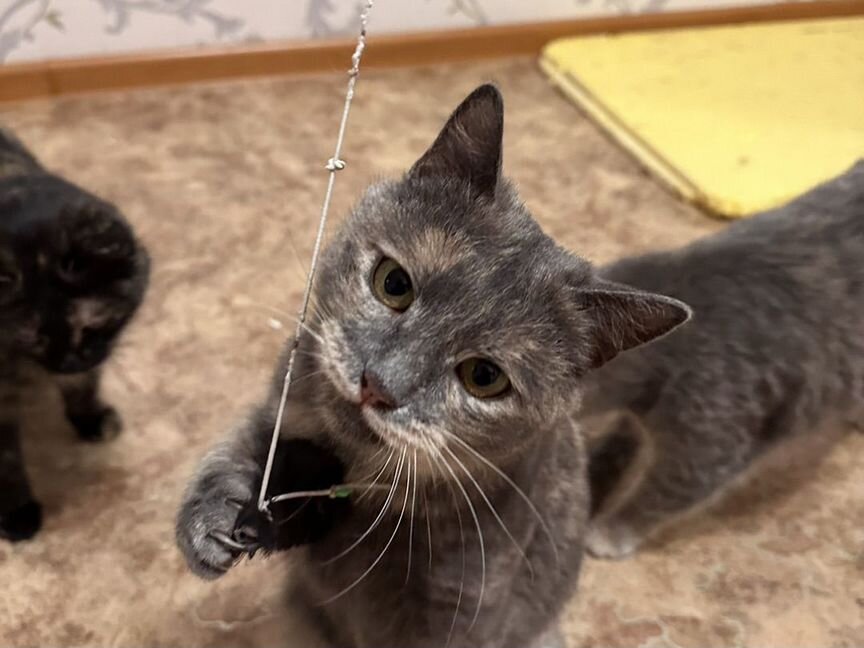 Умная кошка в дар