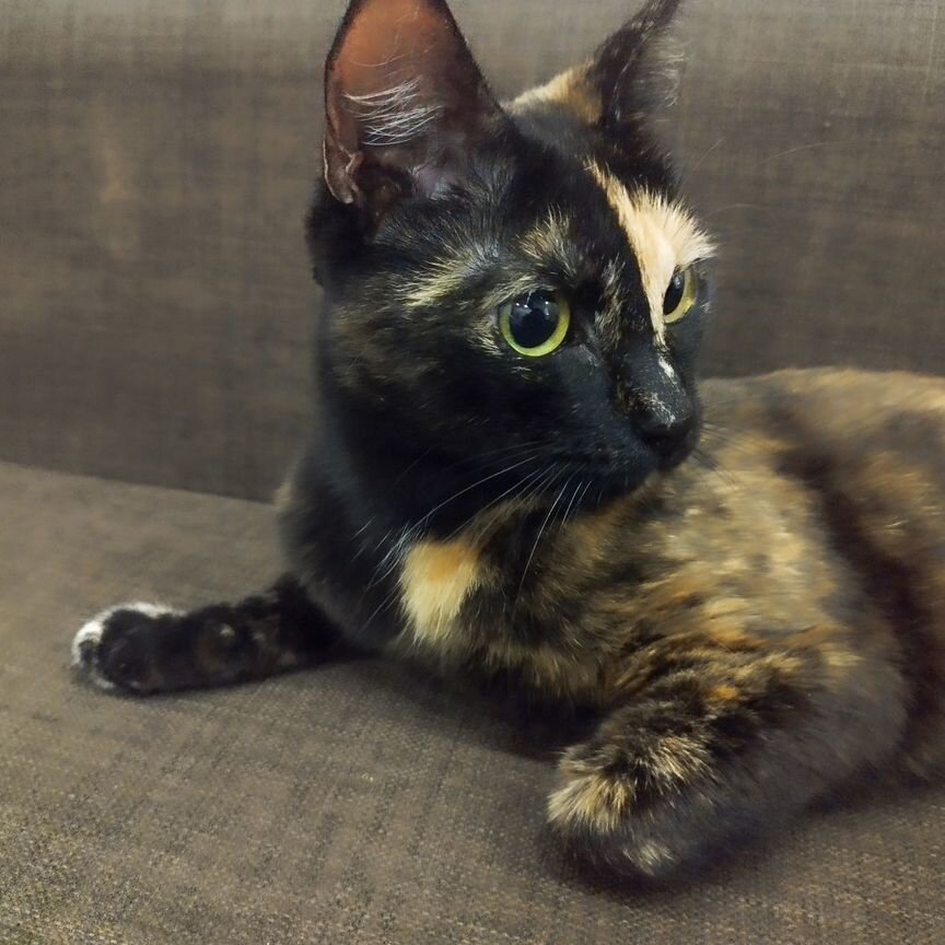 Найдена кошка, ищет хозяина