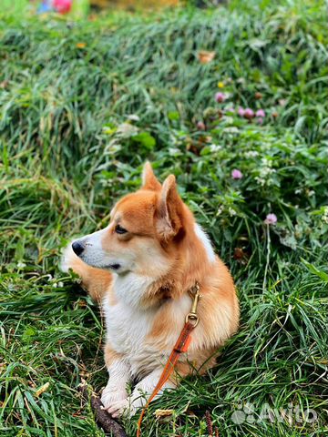 Вельш-корги пемброк вязка (мальчик)