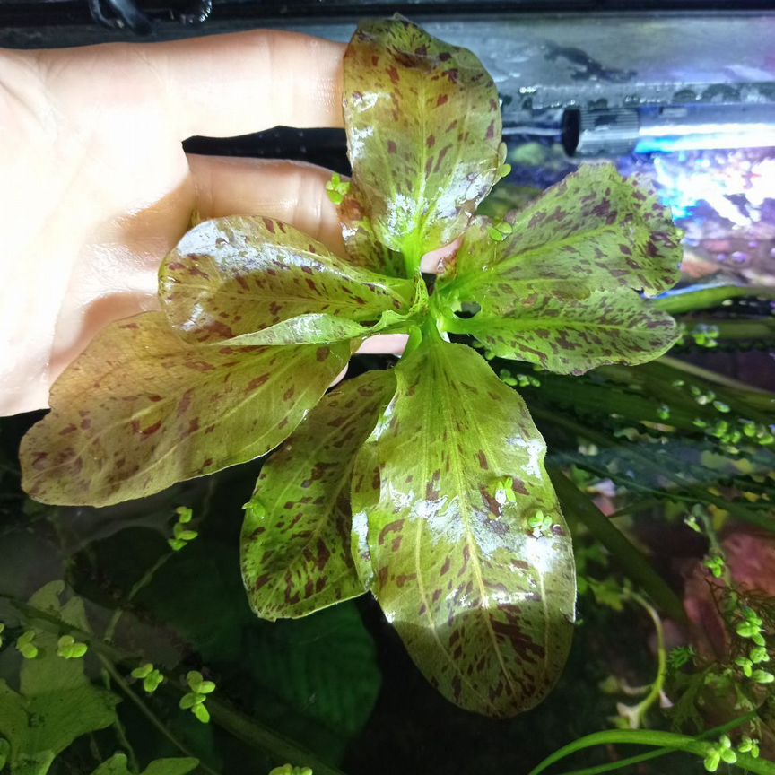 Эхинодорус оцелот, валиснерия