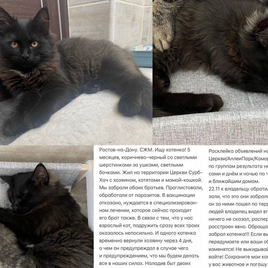 Котик