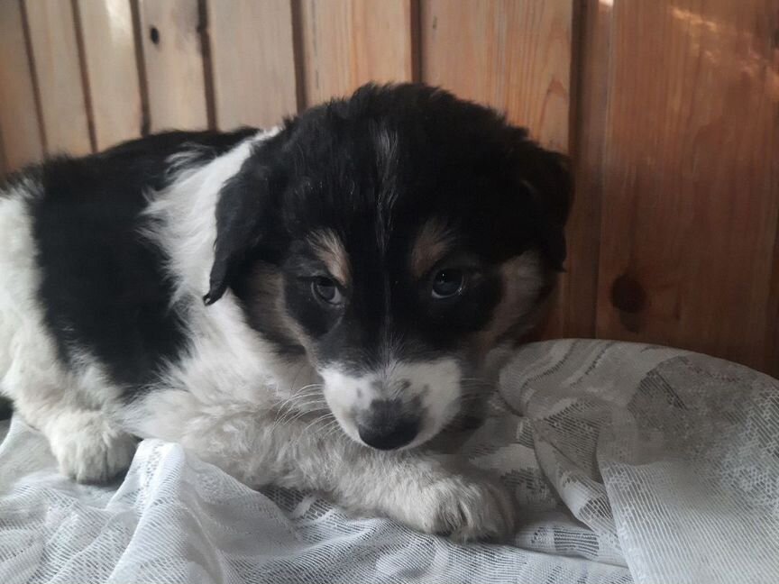 Щенок девочка Лиза