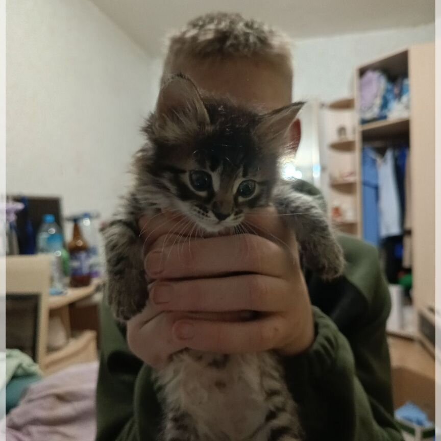 Котёнок в добрые руки