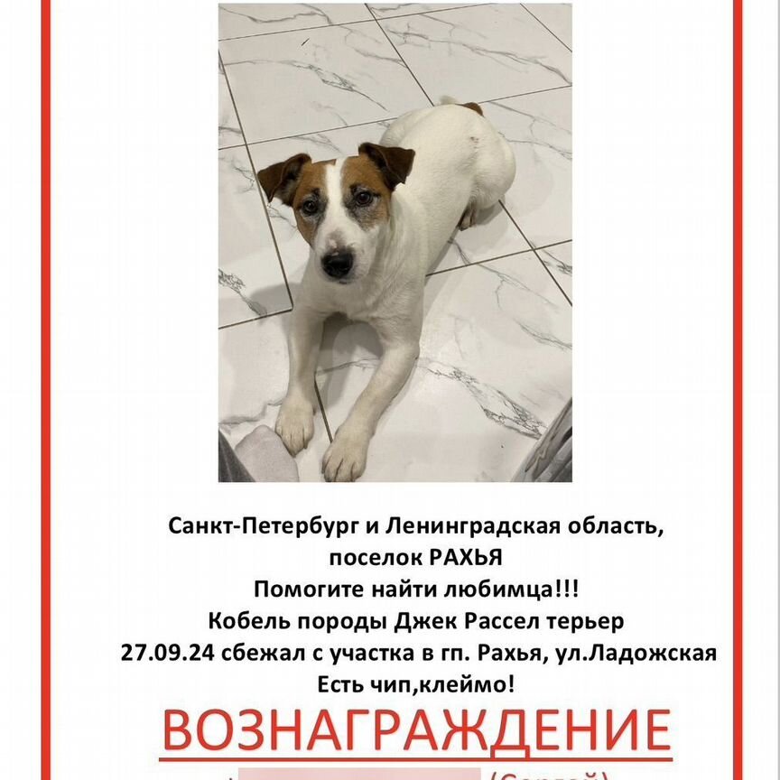 Джек рассел терьер