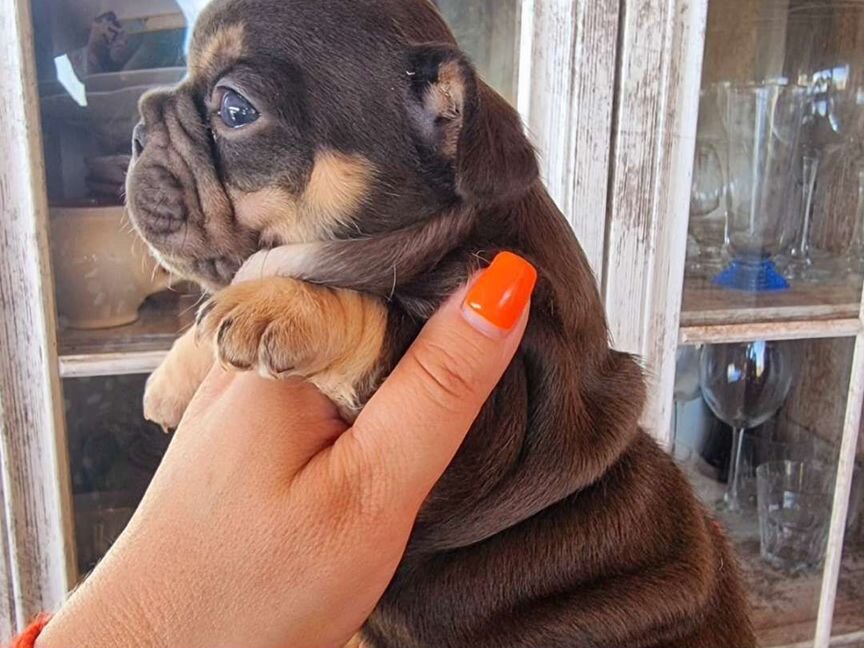 Французский бульдог девочка Какао тан