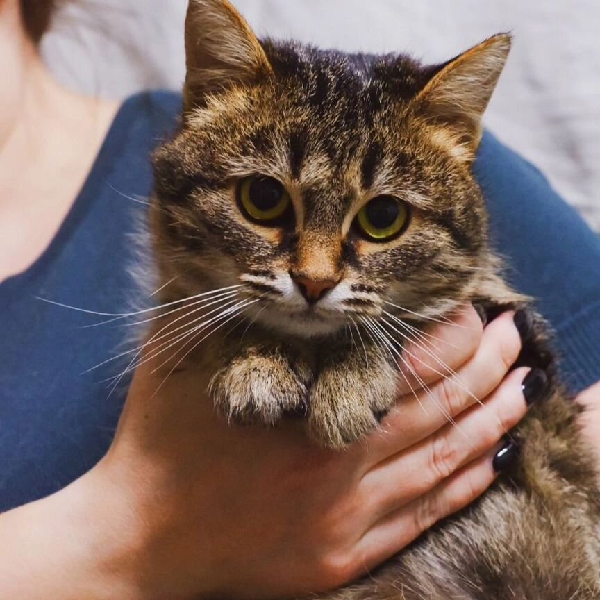 Кошечка Моника