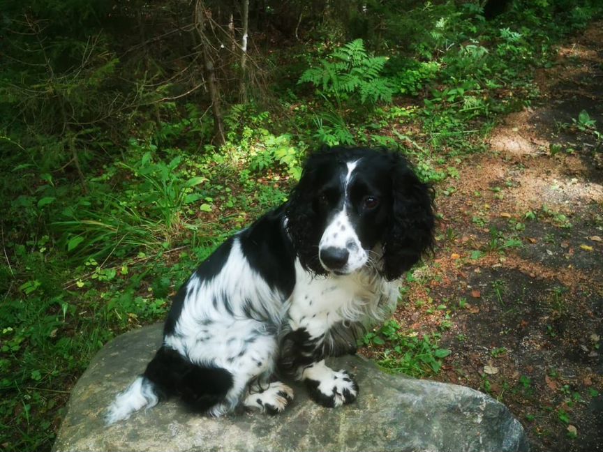 Русский спаниель вязка