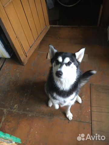 Хаски щенок девочка ищет дом