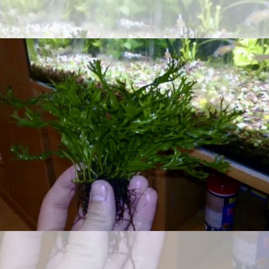 Аквариумное растение папоротник