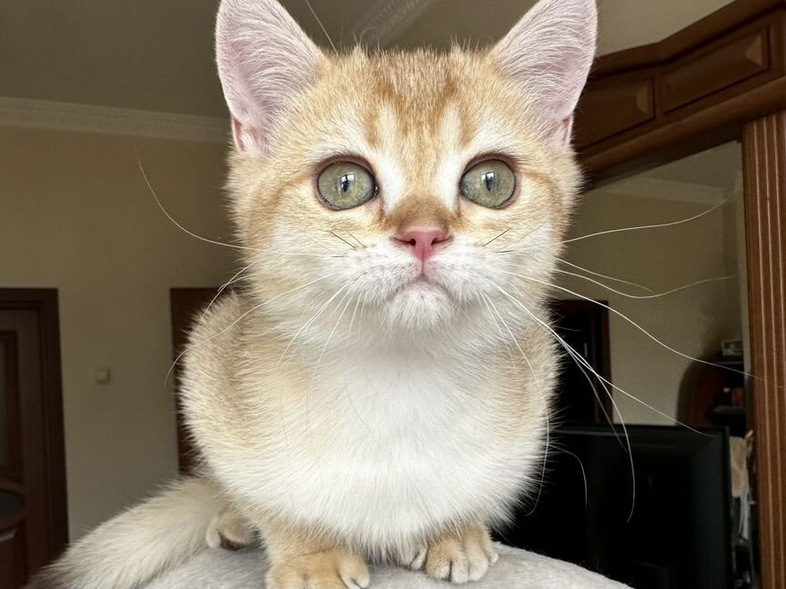 Шотландская золотая кошечка