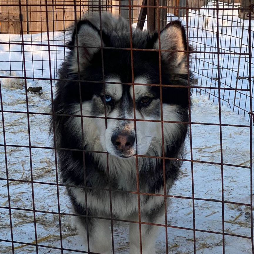 Сибирский хаски, взрослый пёс