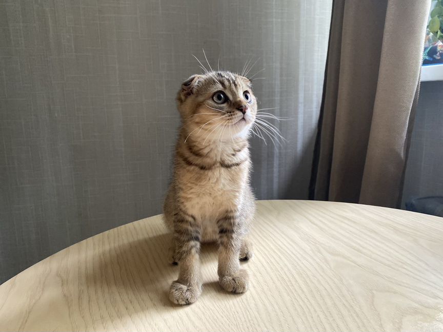 Шотландская вислоухая котенок