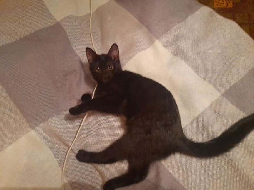 Котёнок девочка