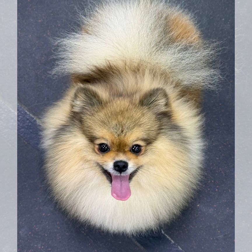 Померанский шпиц, взрослая собака