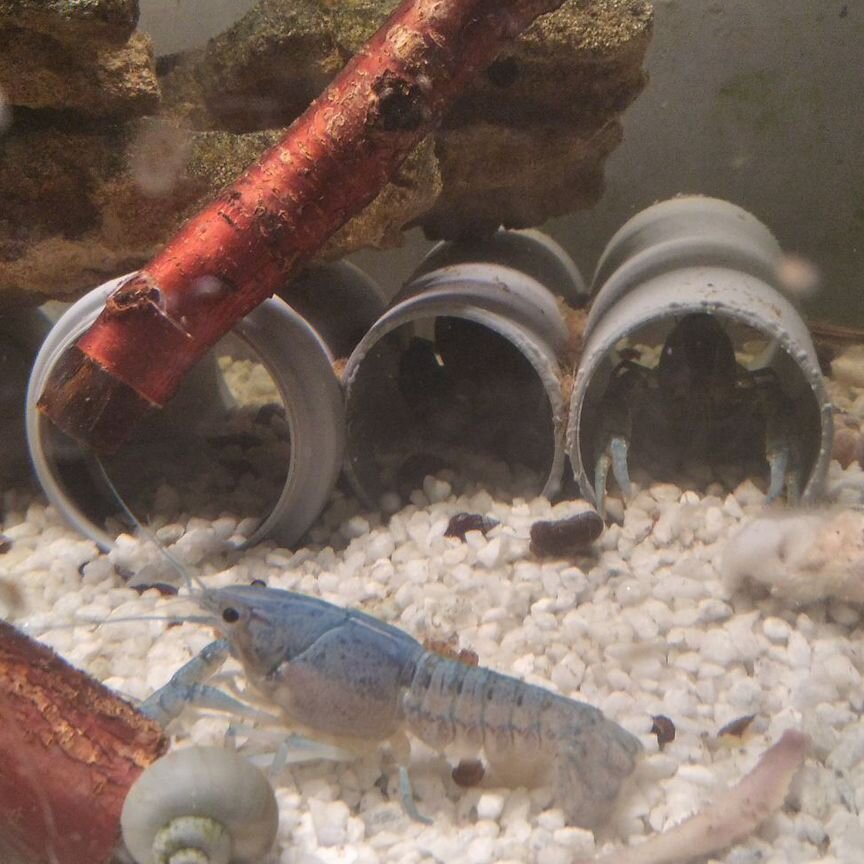 Флоридские синие раки либо электрические