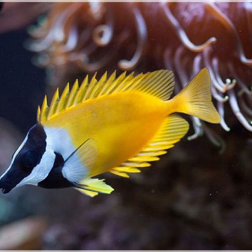 Морские рыбки (для морского аквариума)