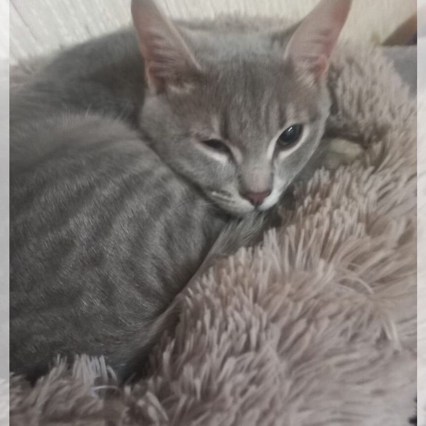 Домашние животные кошки