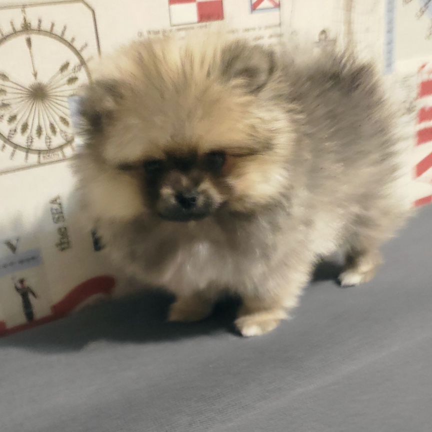 Померанский шпиц, щенок