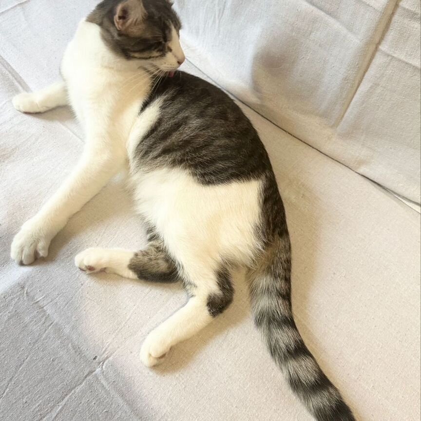 Кошка мила