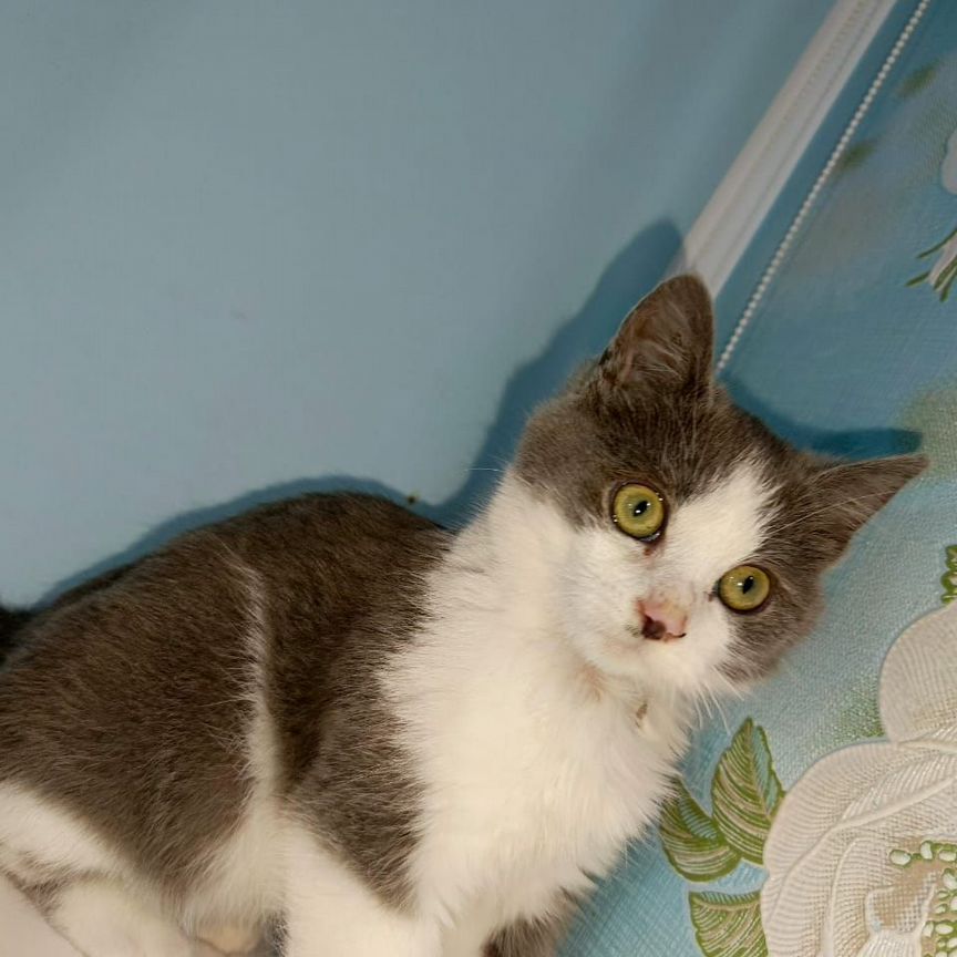 Котик 3,5 месяца