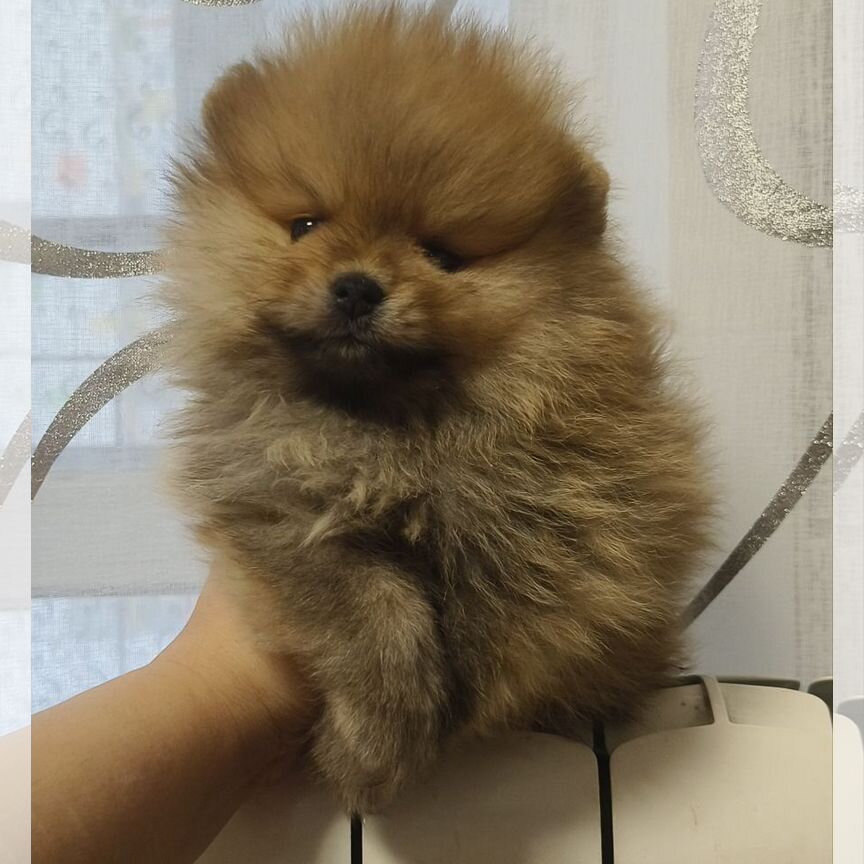 Померанский шпиц, щенок