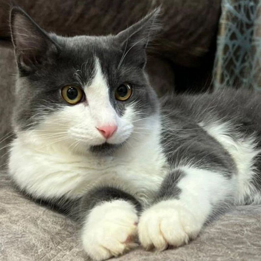 Котик ищет саою семью