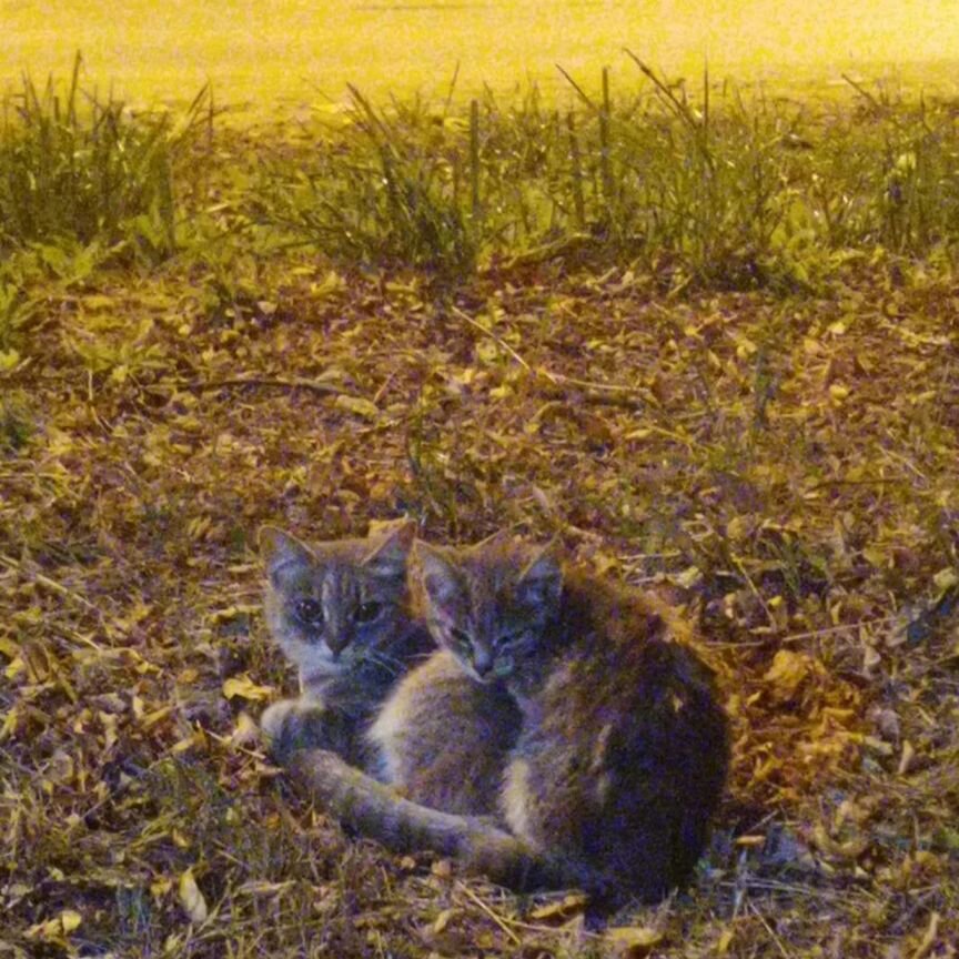 Кошечка в добрые руки бесплатно