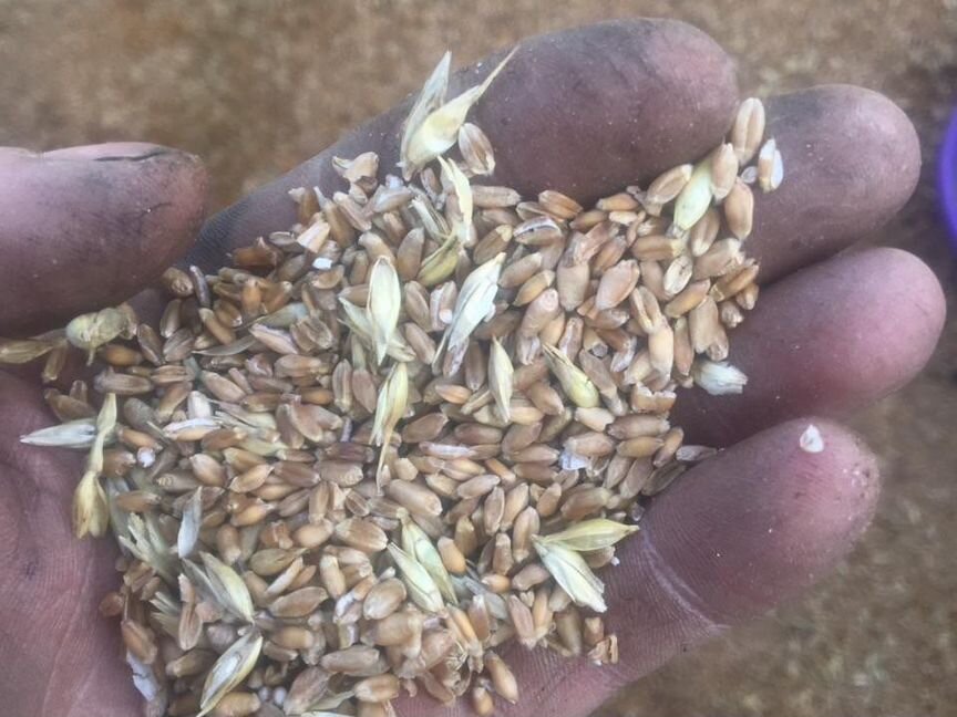 Зерноотходы с доставкой