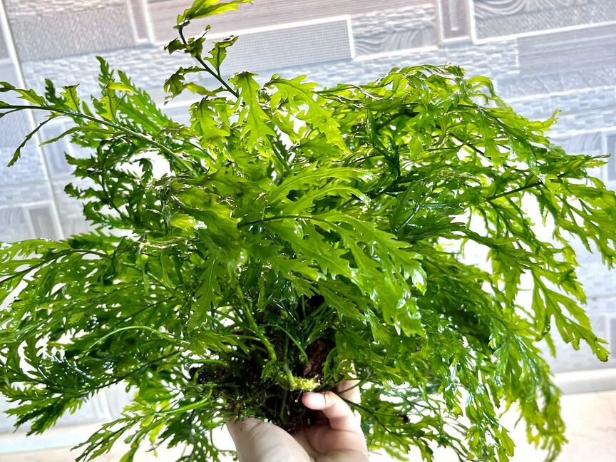 Папоротник Болбитис