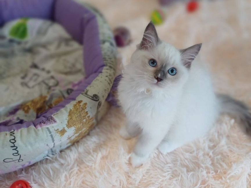 Котята рэгдолл спб