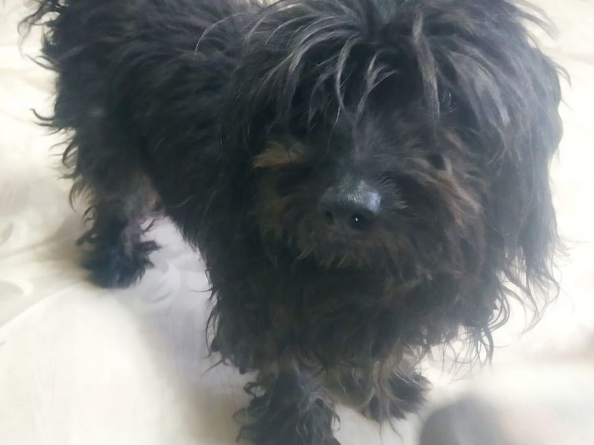 Ищет лучший дом маленький пёсик Жозик