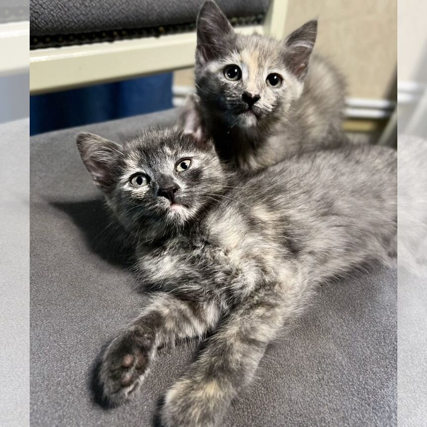 Котята в добрые руки приучены к лотку