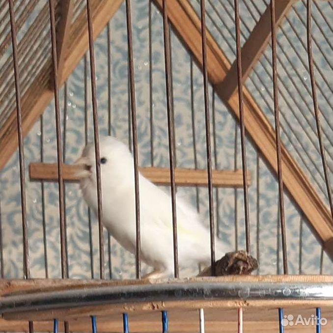 Кенар взрослый