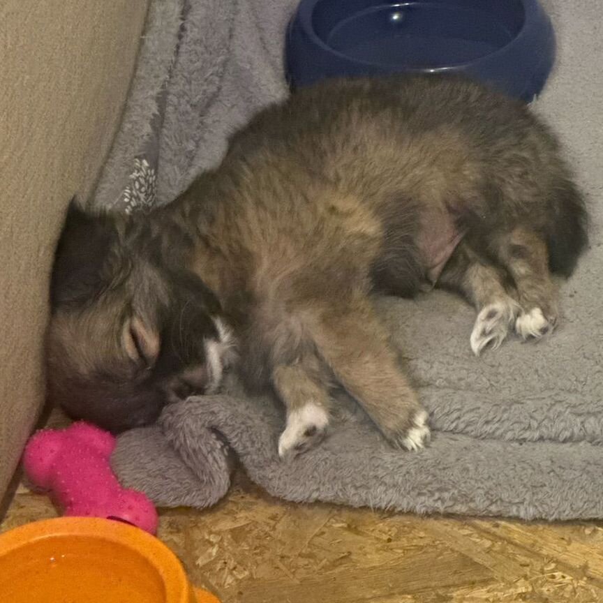 Чихуахуа, щенок