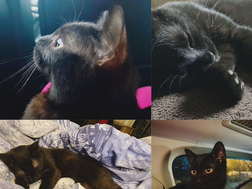 Котята в добрые руки приучены к лотку