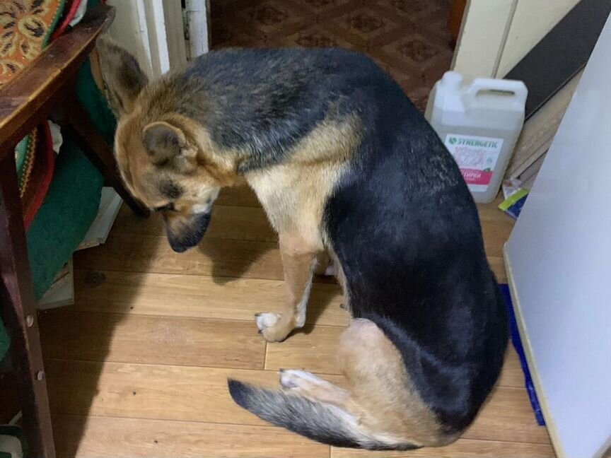 Собака в добрые руки овчарка