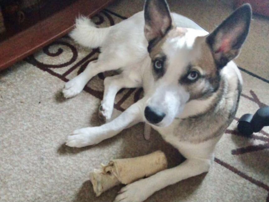 Собака кобель молодой в добрые руки